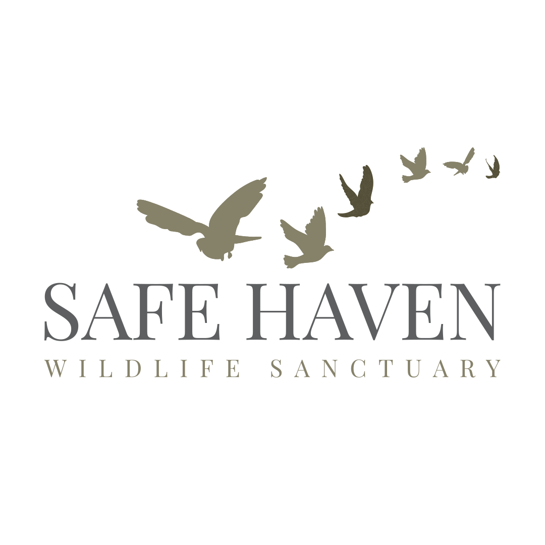 Good Causes Safe Haven Wildlife Sanctuary World Vegan Shop UK Good Causes Safe Haven Wildlife Sanctuary World Vegan Shop UK